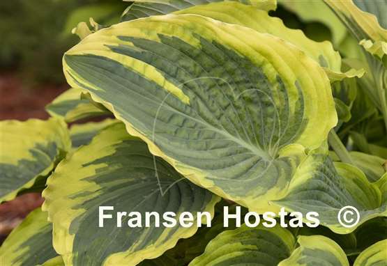 Hosta Trendsetter - Fransen Hostas